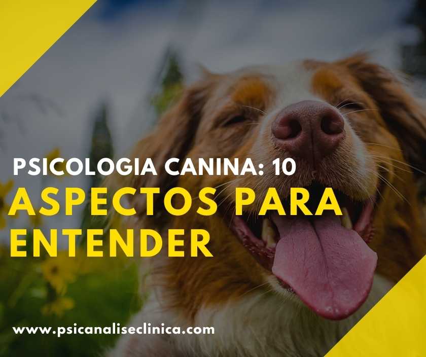 Psicologia Canina: 10 aspectos para entender - Psicanálise Clínica
